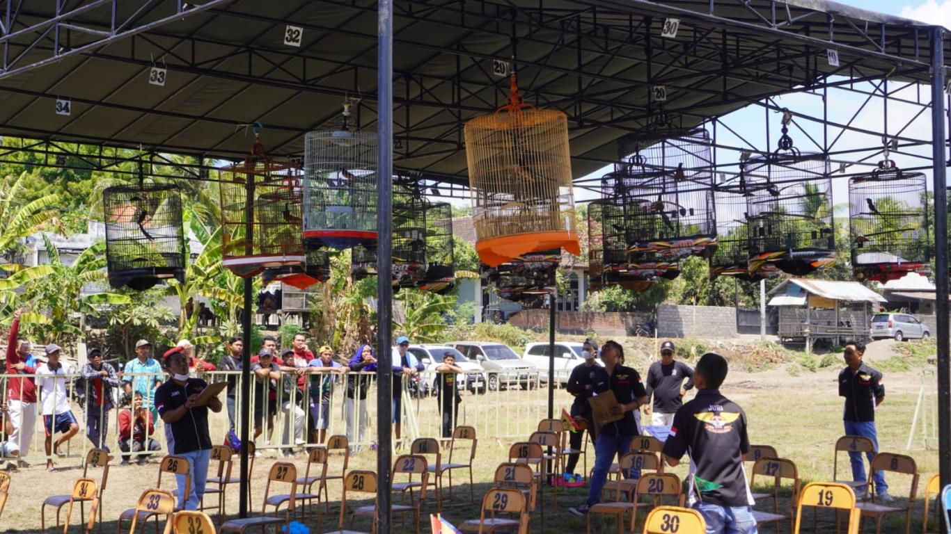 Festival Dan Lomba Kicau Burung Mania " Bungkulan Cup I " Kicau Mania ...